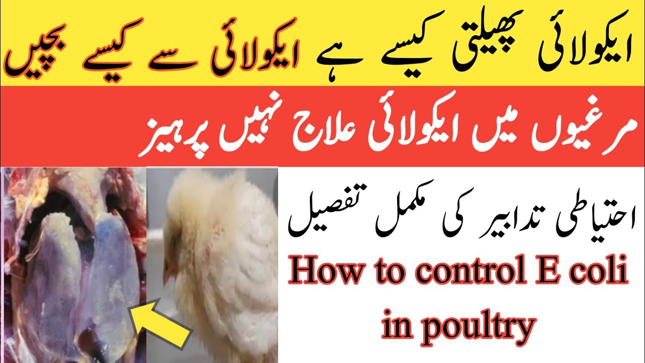 E Coli in poultry | How to control E coli | poultry farming - YouTube