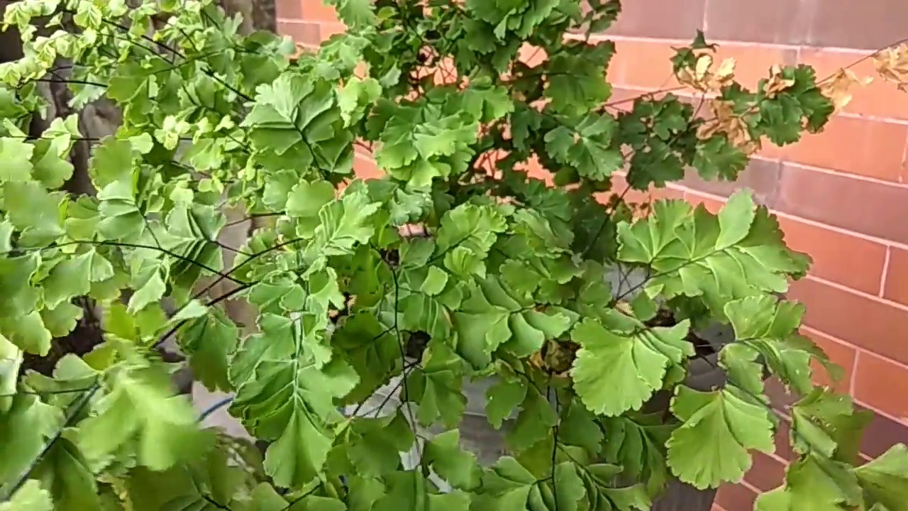 TANAMAN SUPLIR ADIANTUM CAPILLUS VENERIS - YouTube