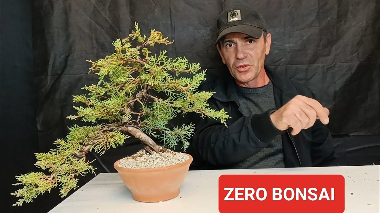 Învață să Creezi un Bonsai din Ienupăr de la Zero - YouTube