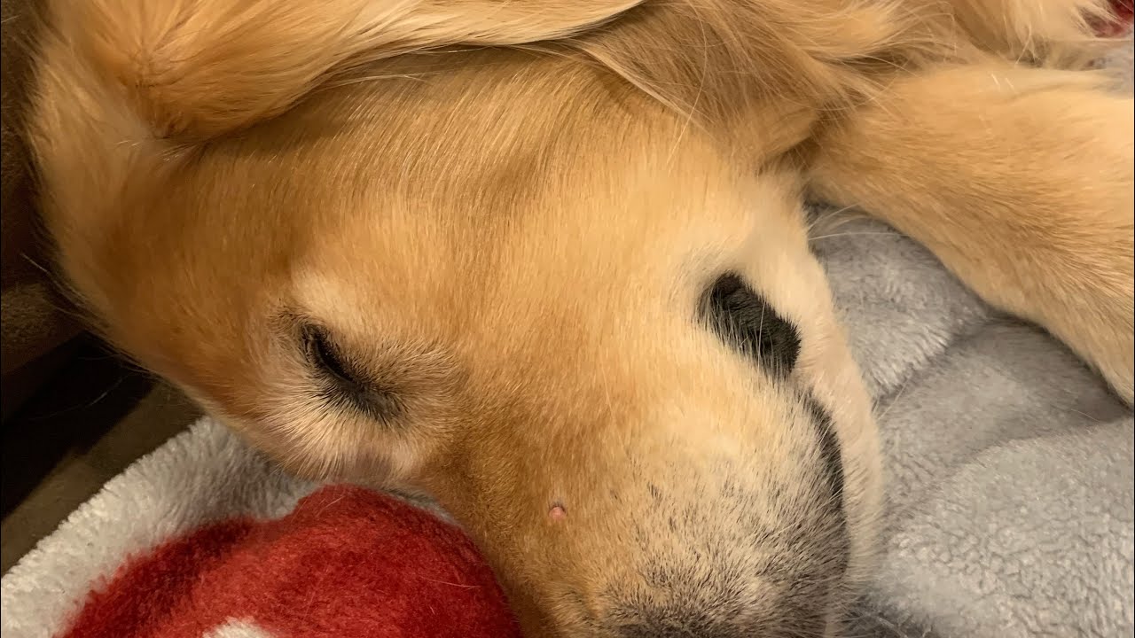 84/365 | Bad Pup Dreams - YouTube