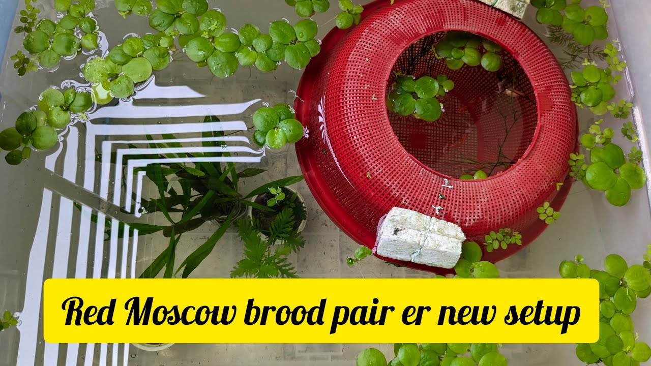 Red Moscow brood pair er new tank setup 🤩#guppyfishtank #guppybreeding ...