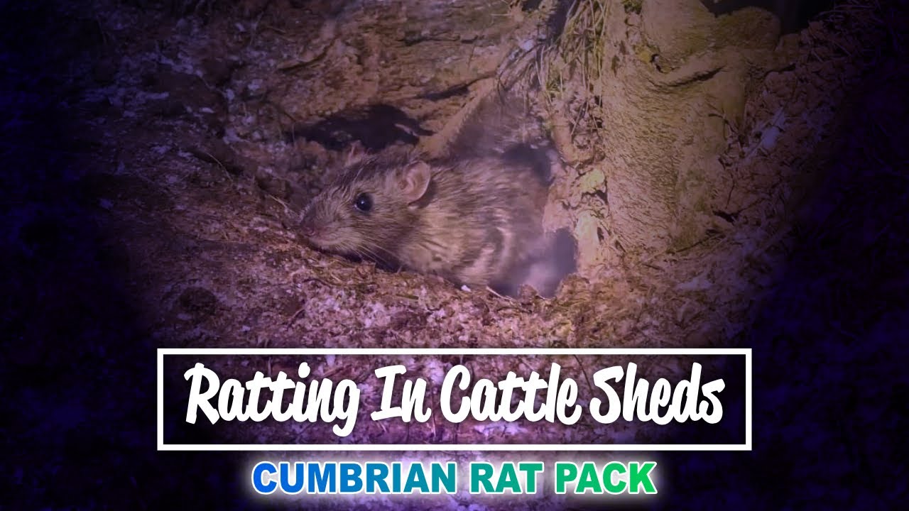 Ratting In Cattle Sheds - Cumbrian Rat Pack - YouTube