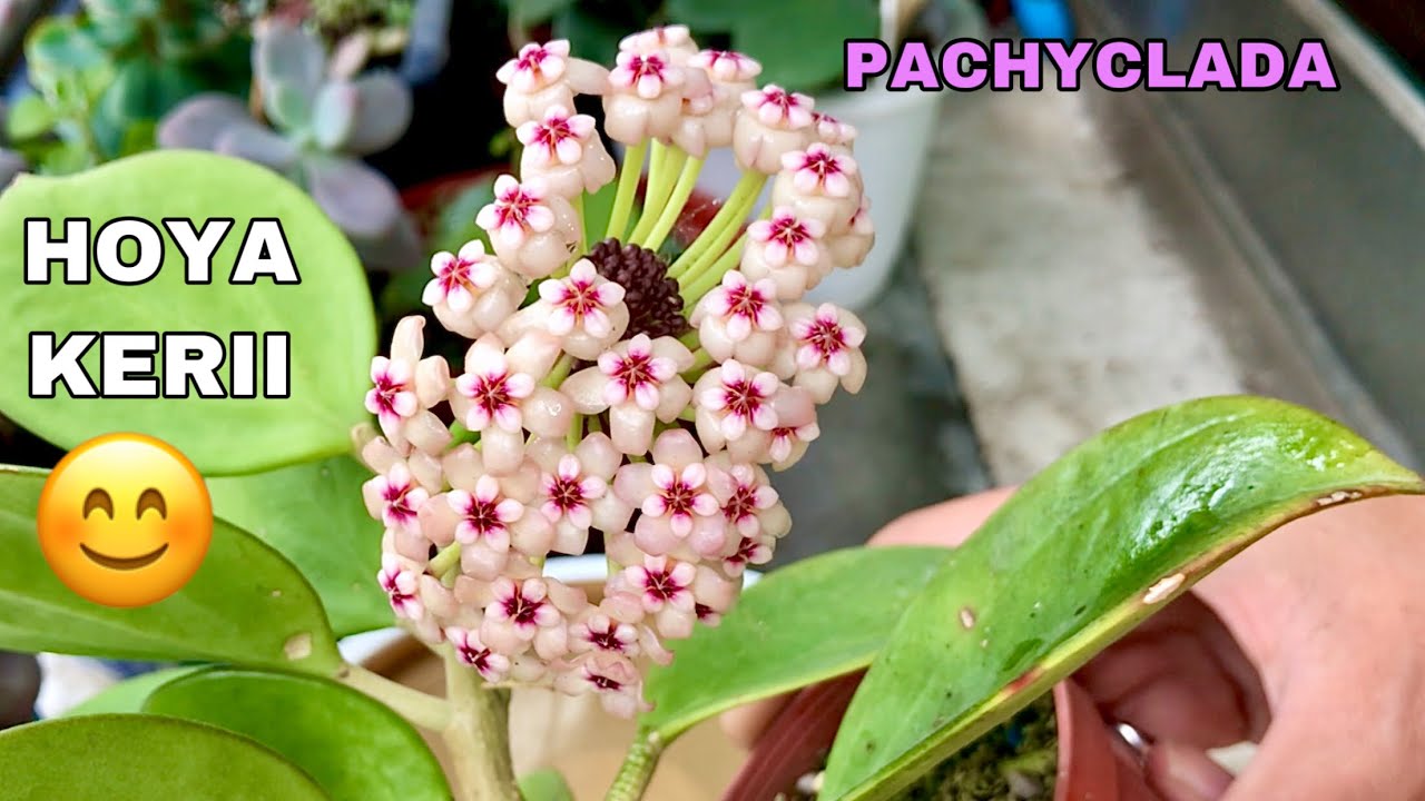 #Hoya pachyclada tanaman hias cantik Kerabat #sukulen dan anggrek | #호야 ...
