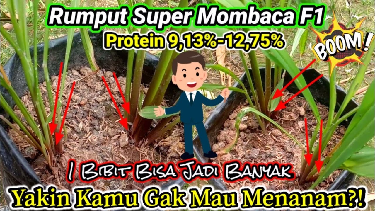 1 Bibit Rumput Mombaca F1 Bisa Menghasilkan Anakan Sebanyak Ini | Pakan ...
