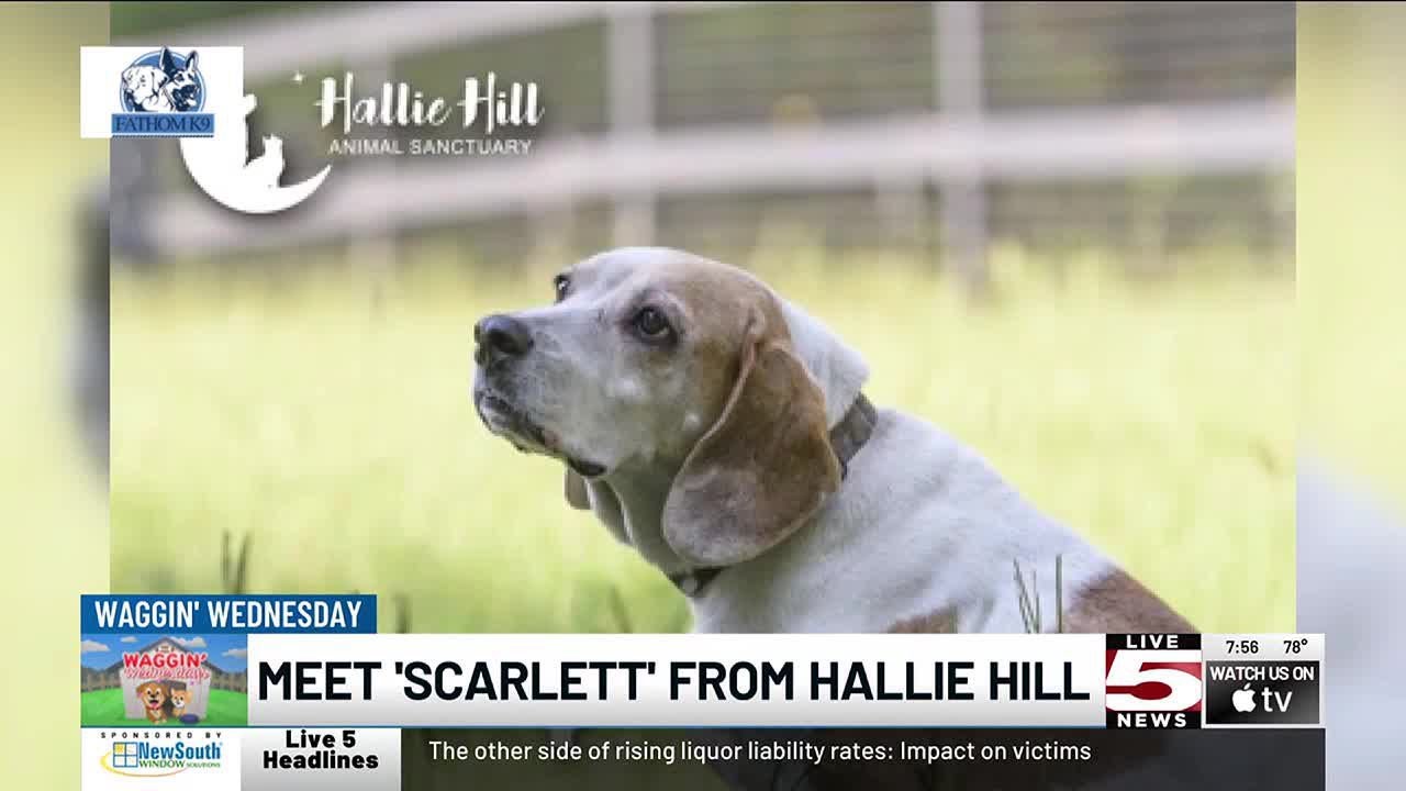 VIDEO: Waggin’ Wednesday: Meet Scarlett - YouTube