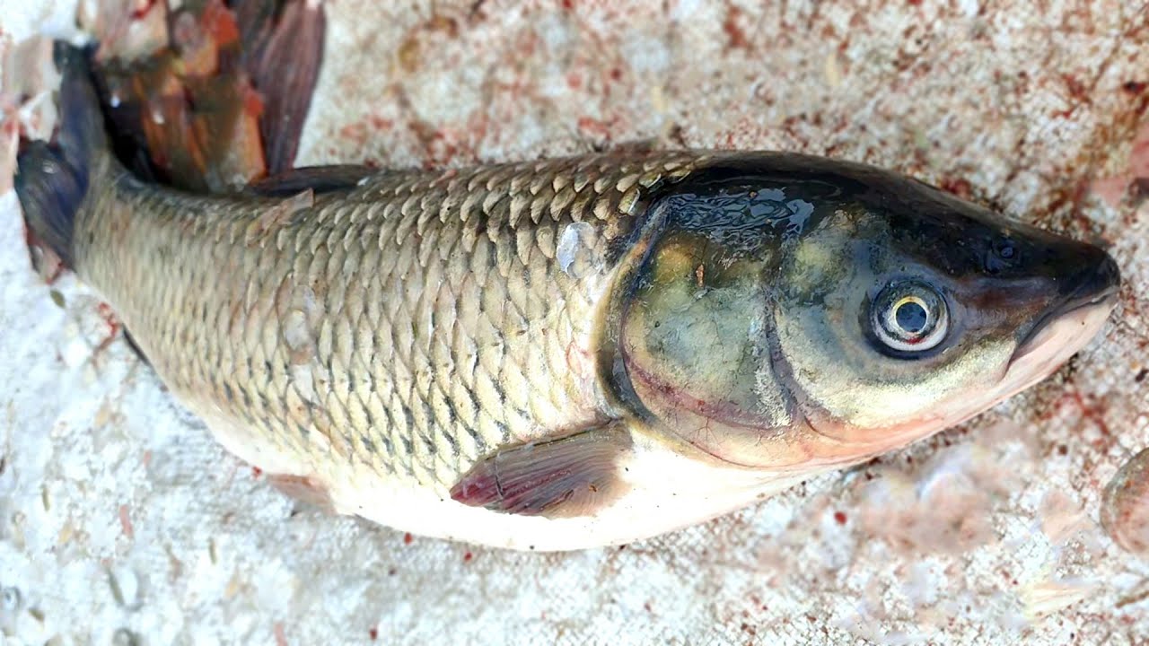 Common Carp Fish Cutting Compilation by Fisherman | Big Fish Videos ...