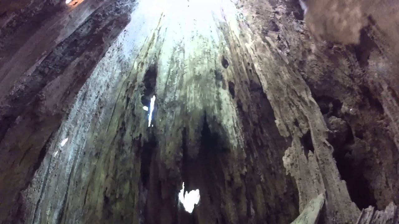 Dead Cypress Tree in Chassahowitzka National Wildlife Refuge - YouTube