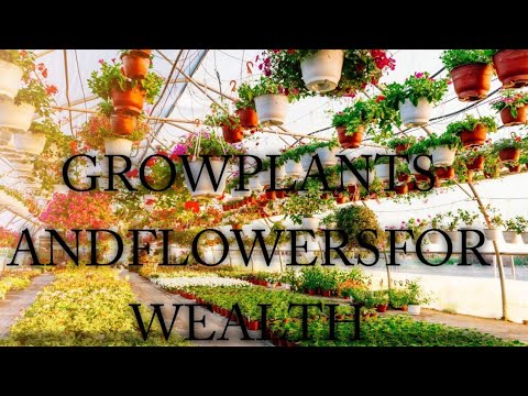 Beautiful mery gold flowers Gardening - YouTube