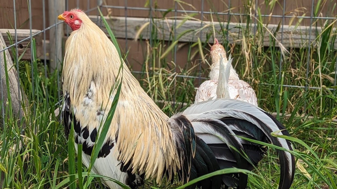 Spanish Jerezano Jiro Rooster and canela Hen - YouTube