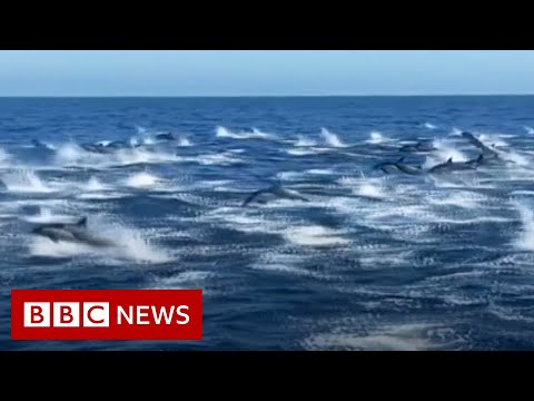 Dolphin stampede wows whale watchers - BBC News