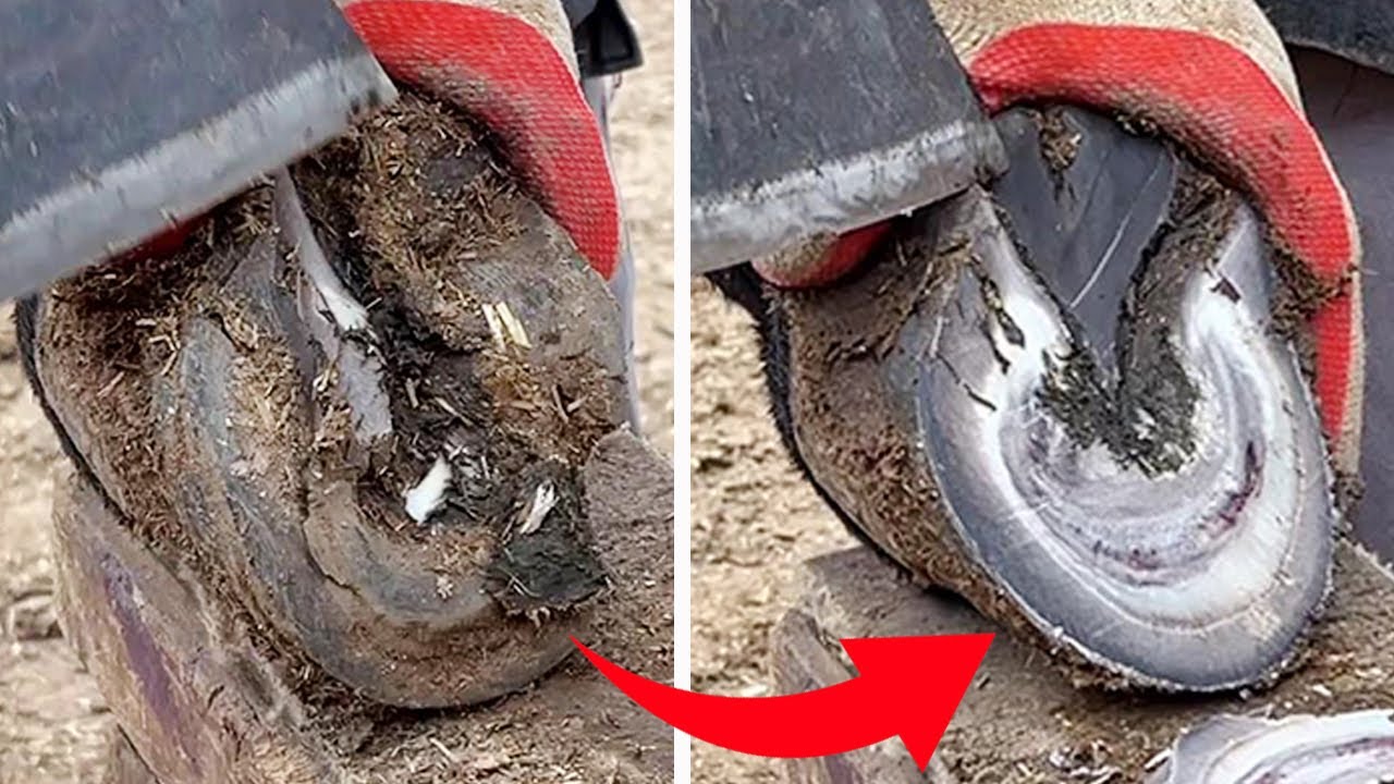 The master repaired the donkey hoof with a simple and neat technique ...