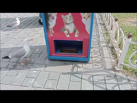 Kedi mama otomatından mama yiyenler#keşfet #cat #birds