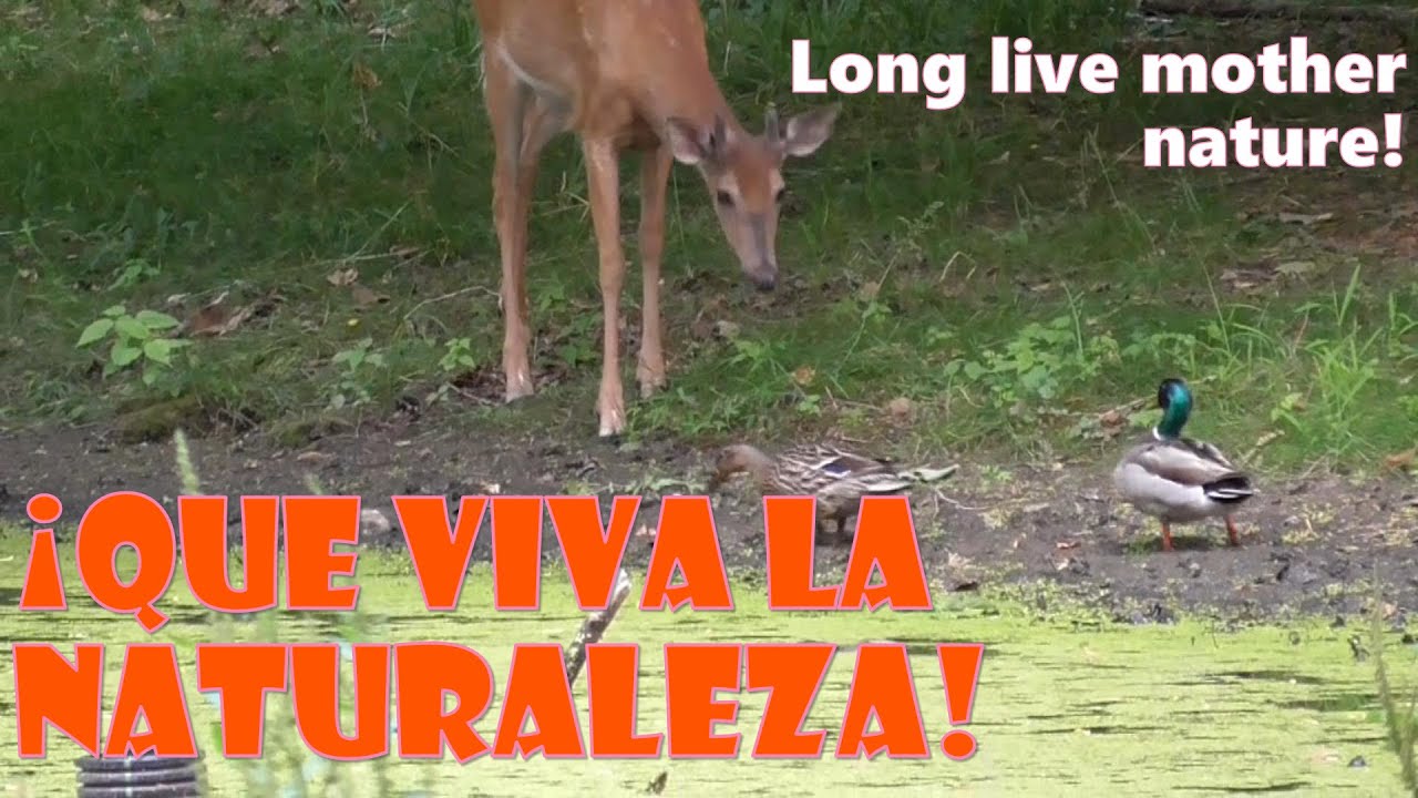 Tres Amigos - un ciervo (venado) y dos patitos / Three friends - a deer ...