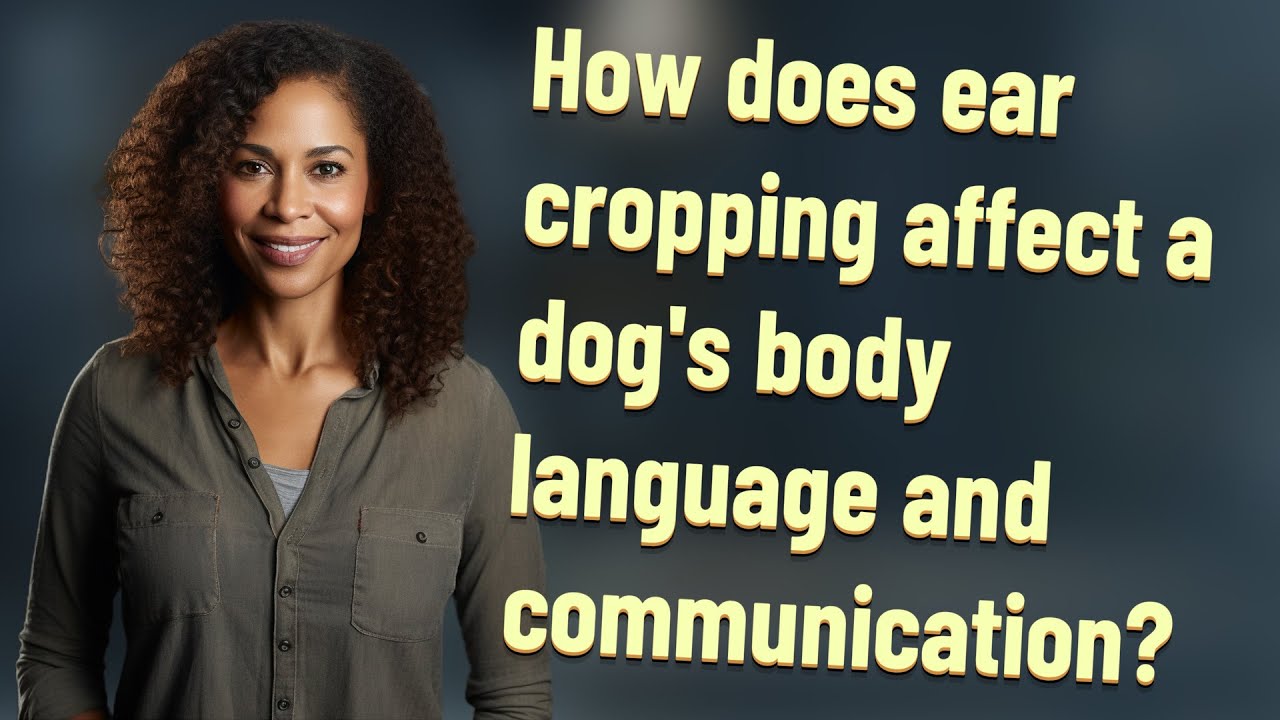 How does ear cropping affect a dog's body language and communication ...