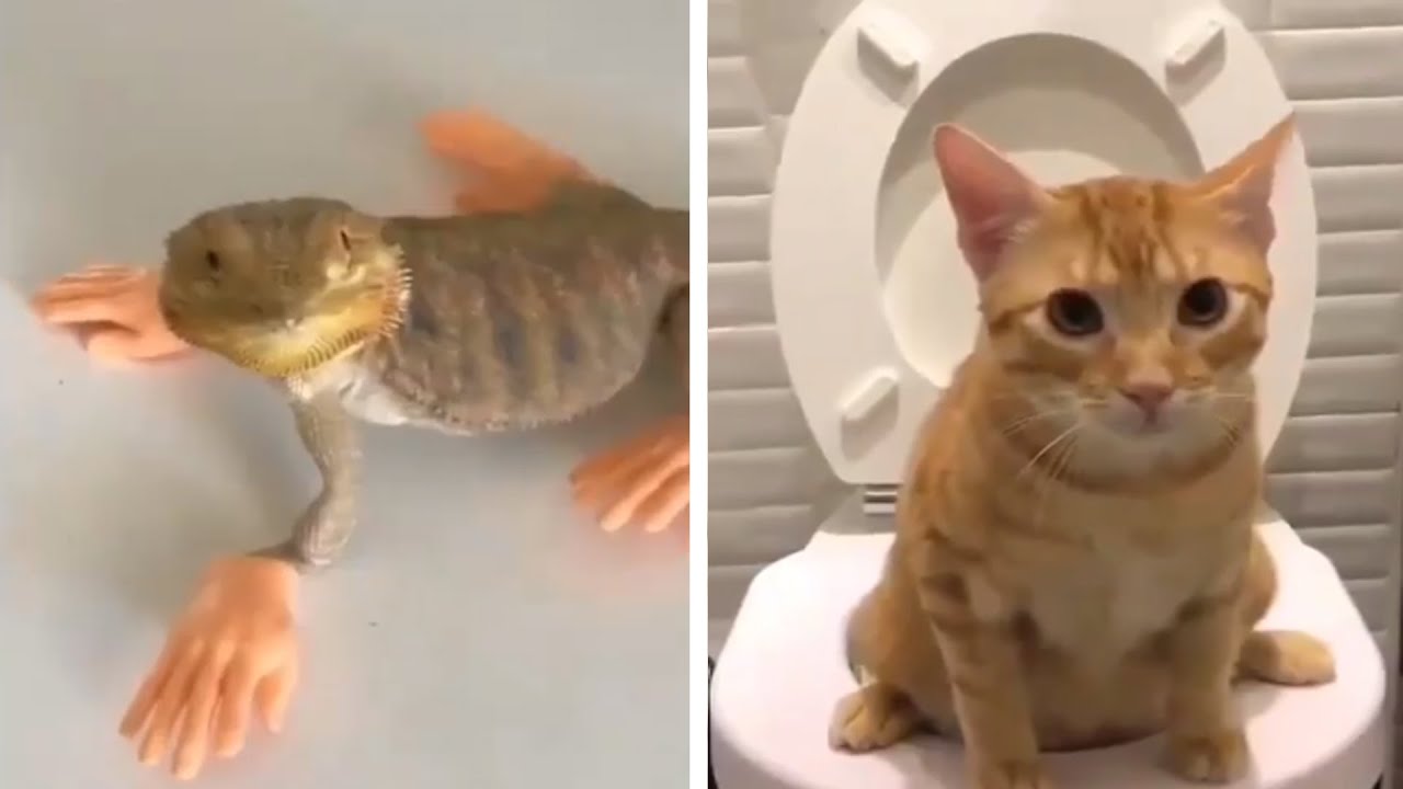 Funniest Animals Ever 🤣 Awesome Funny Moment Of The Animals #25 - YouTube