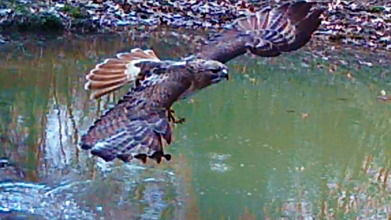 RED TAILED HAWK DRINKING FROM POND ON CRITTER CAM - YouTube