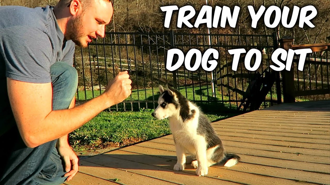How to Train Your Dog to Sit - Dog Training - YouTube