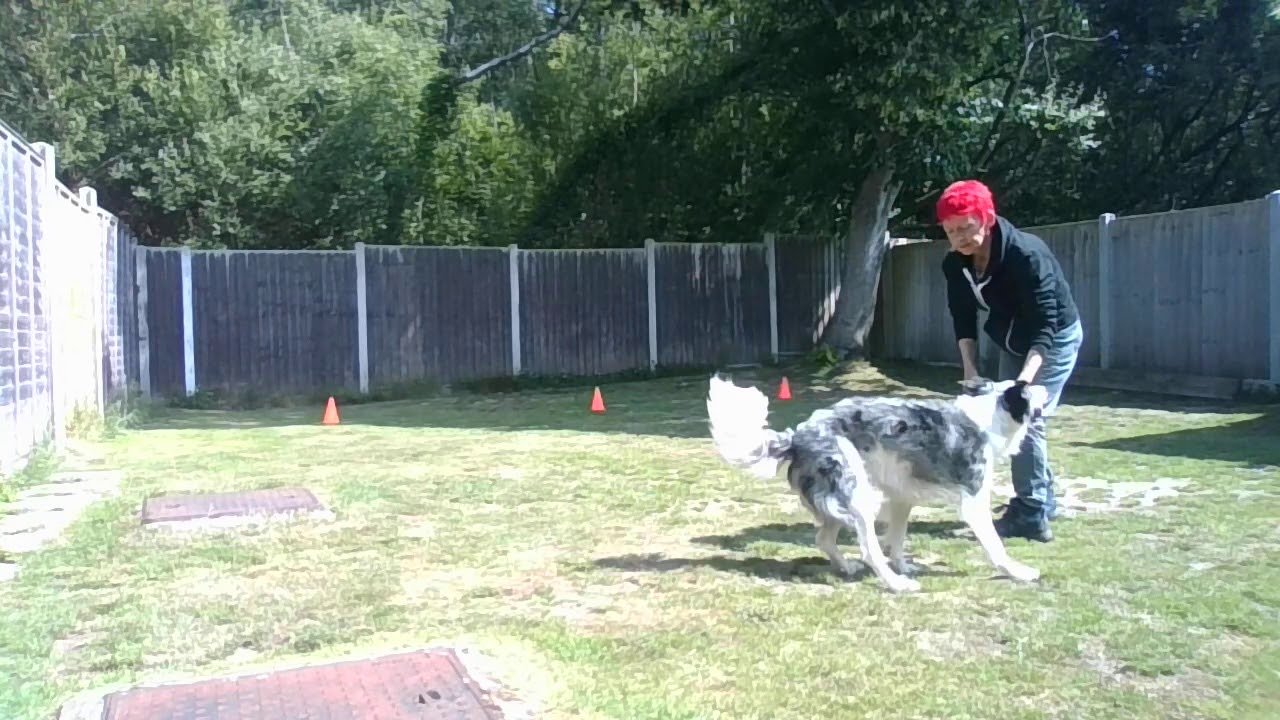 The Left, Right, Straight Retrieve. Handlers Choice. ( Dog Training ...