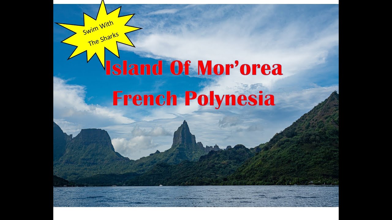 Discover The Stunning Marine Life Of Moorea Island In French Polynesia ...