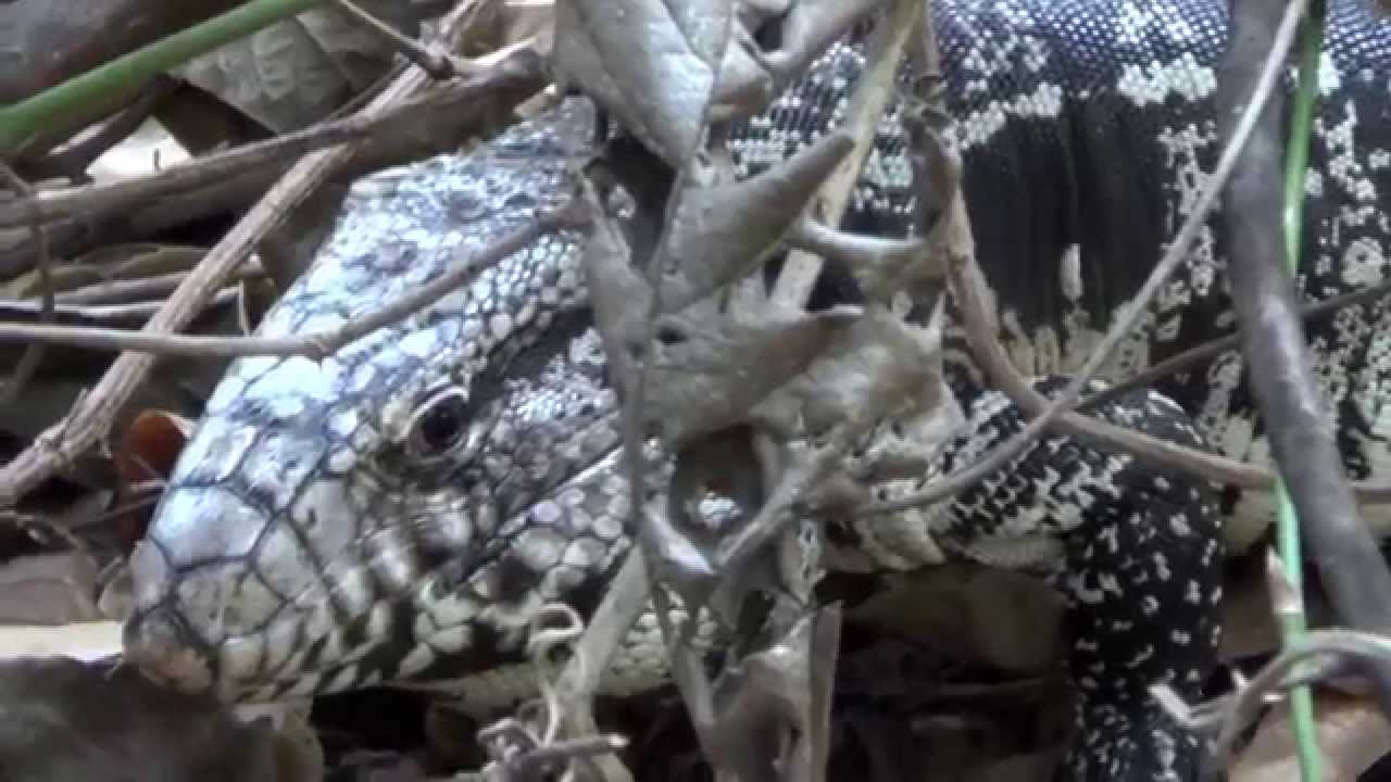 Teiú-Gigante: Cuidando do Seu Território! O Maior Lagarto do Brasil em ...