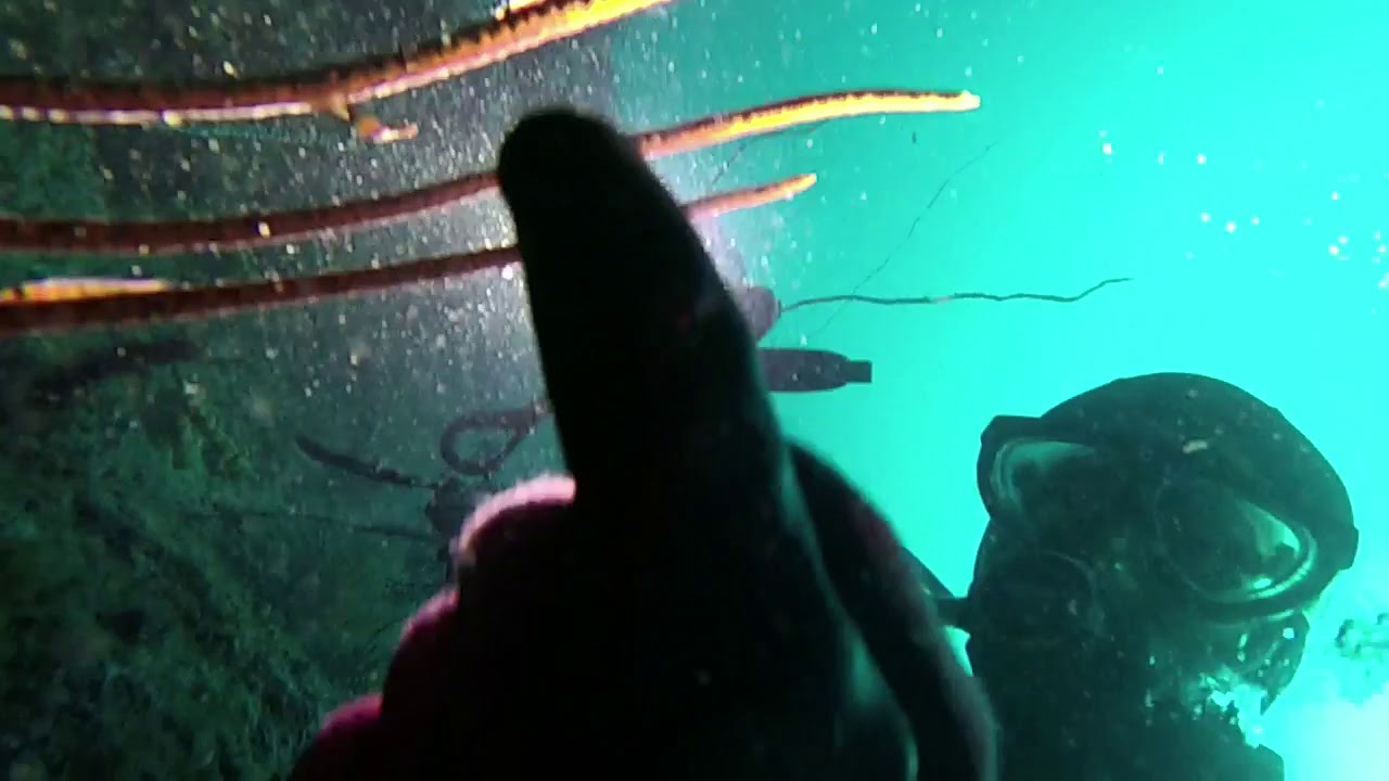 M-Dive かっちゃま・1本目（ロング根） - YouTube