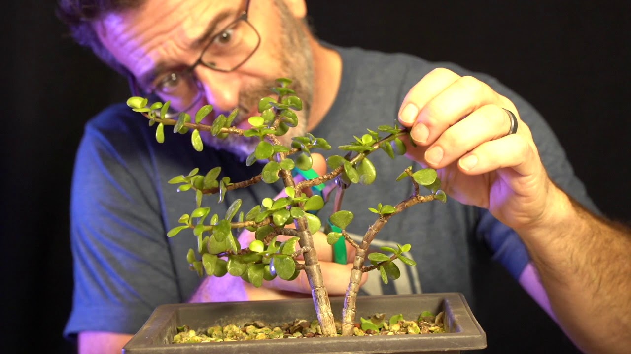 Pruning Portulacaria Afra: Dave's Bonsai E64 - YouTube