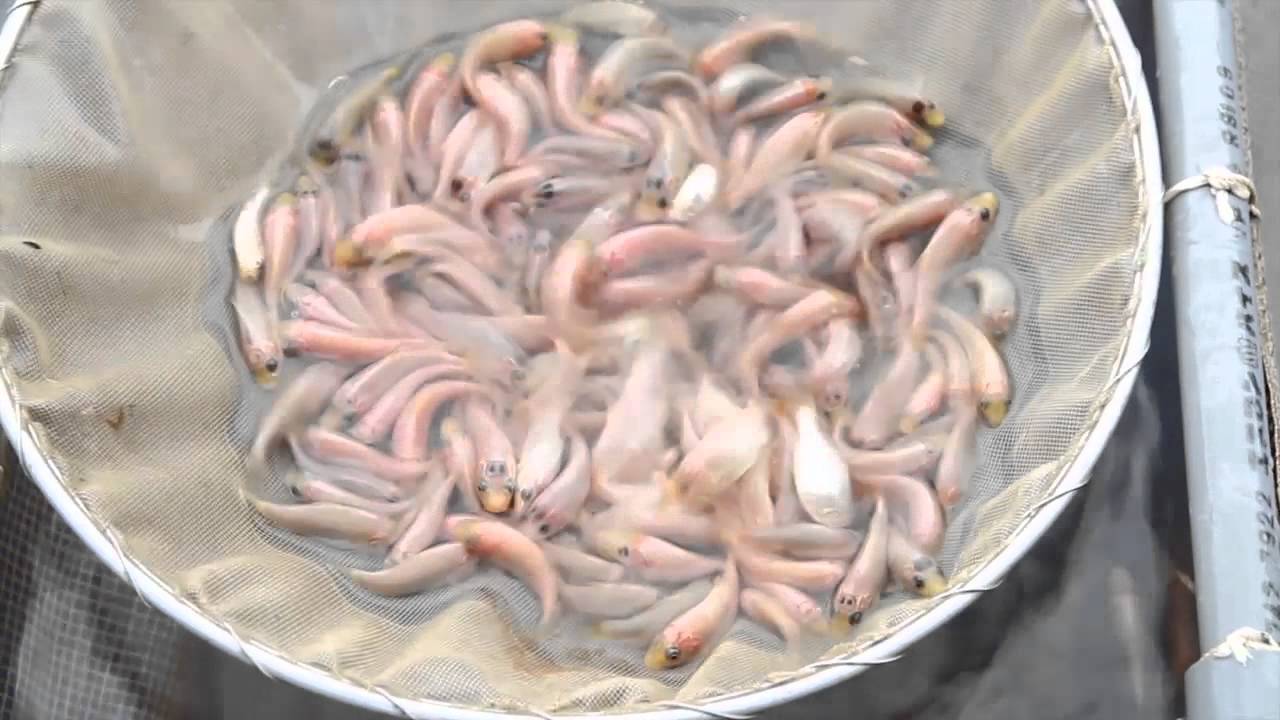 Culling Season @ Oya Fish Farm (Aug 2011) - YouTube