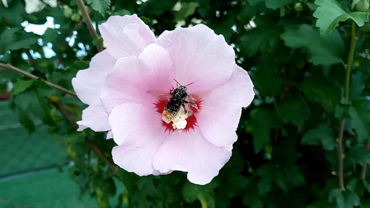 20200901 무궁화와 벌│Mugunghwa, la flor nacional de Corea /Mugunghwa, the ...