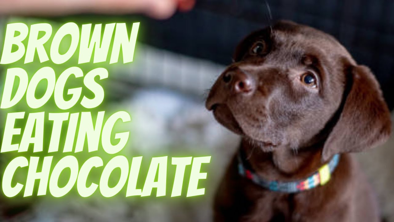 Chocoloate eaten by my dog | Brown dogs and chocolate || Maxi Labra ...