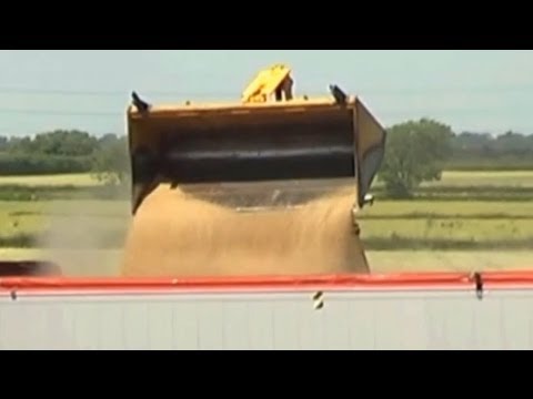 JCB Loading Grain Lorries - YouTube