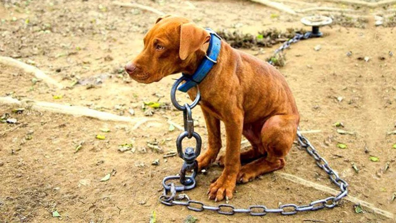 Animal Tethering No Longer Allowed in Huntsville - YouTube