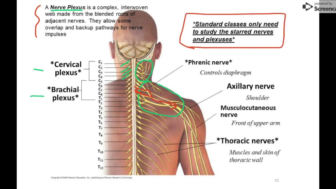 Spinal Cord, Spinal Nerves, and Spinal Reflexes (Older/Extended version ...