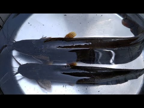 सिंघी मछली खाने के फायदे जानकर हैरान रह जाएंगे आप || Singhi Machli Ke ...