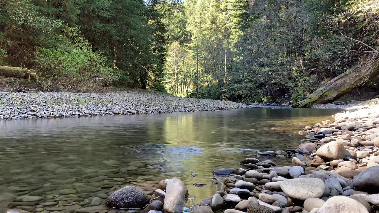 Walking Humboldt County (Rockefeller Forest, Bull Creek) 03/21/2020 ...
