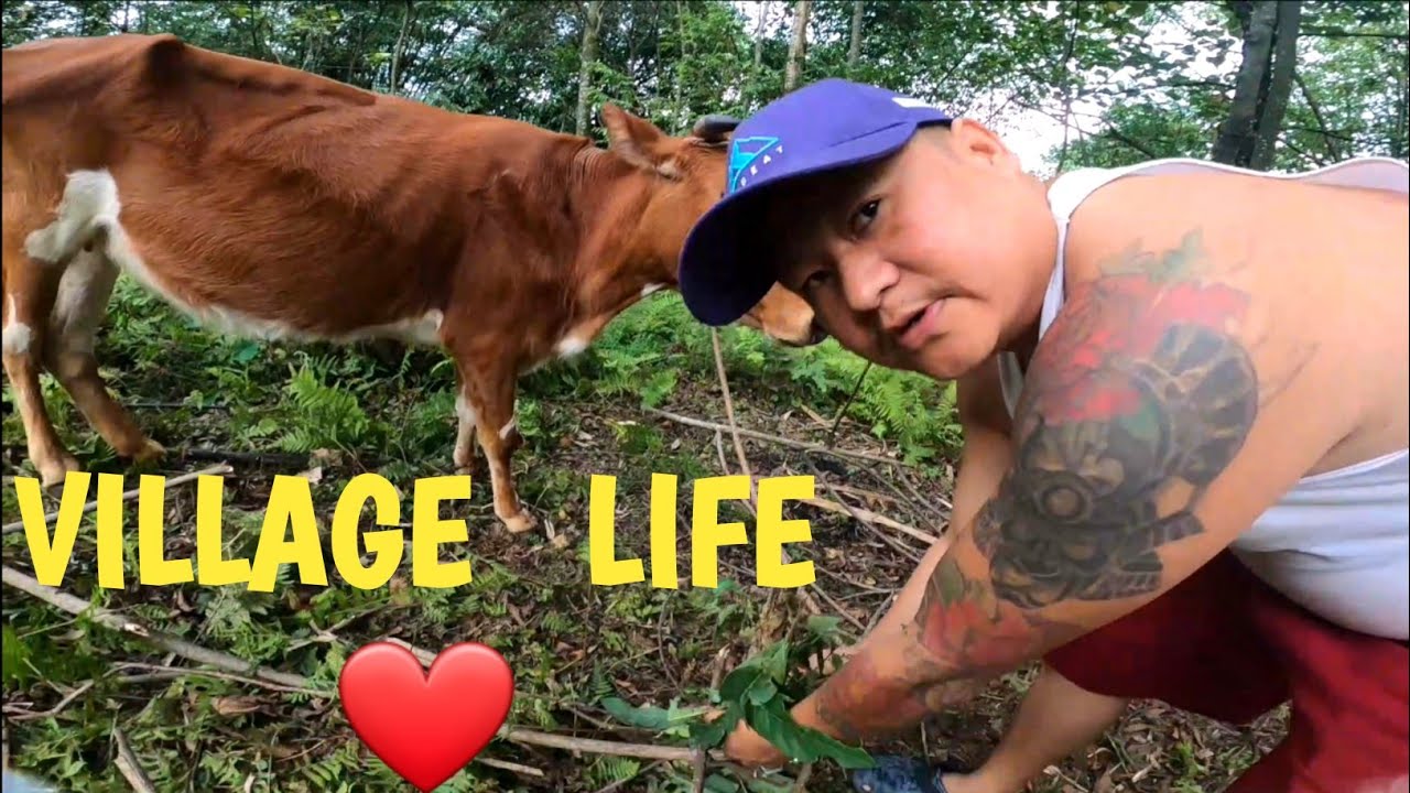 Grazing Cow In Village/Waha Sanga/Prevent Lumpy Cow 🐄 Disease In Sikkim ...