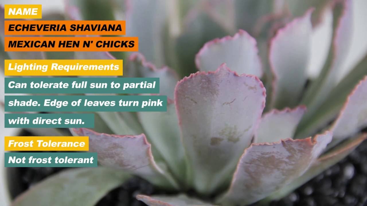 Echeveria shaviana aka Mexican Hen n' Chicks - YouTube