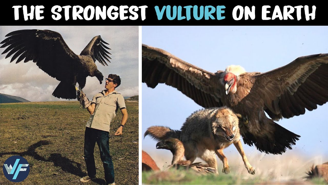 Andean Condor - The Strongest Vulture on Earth - YouTube