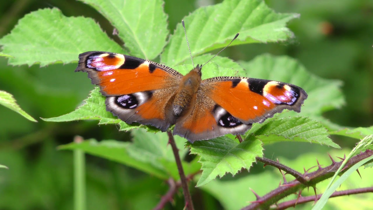 Mariposa pavo real (jun 20) - YouTube