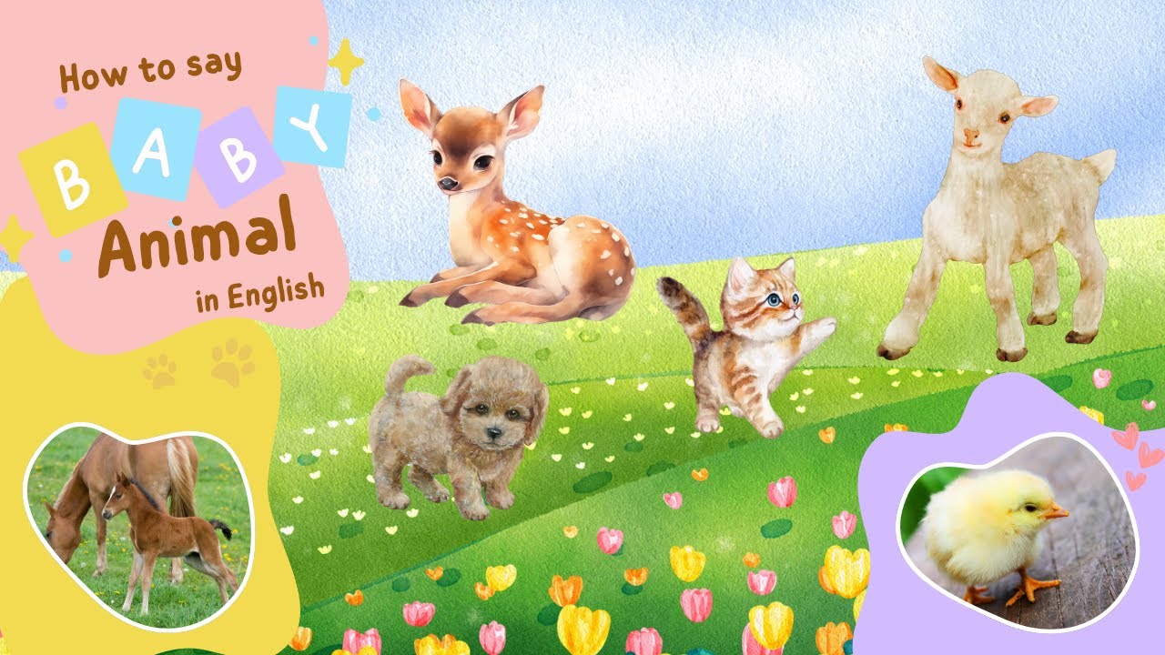 Baby Animal | How to say Baby Animals in English | Vocabulary for ...