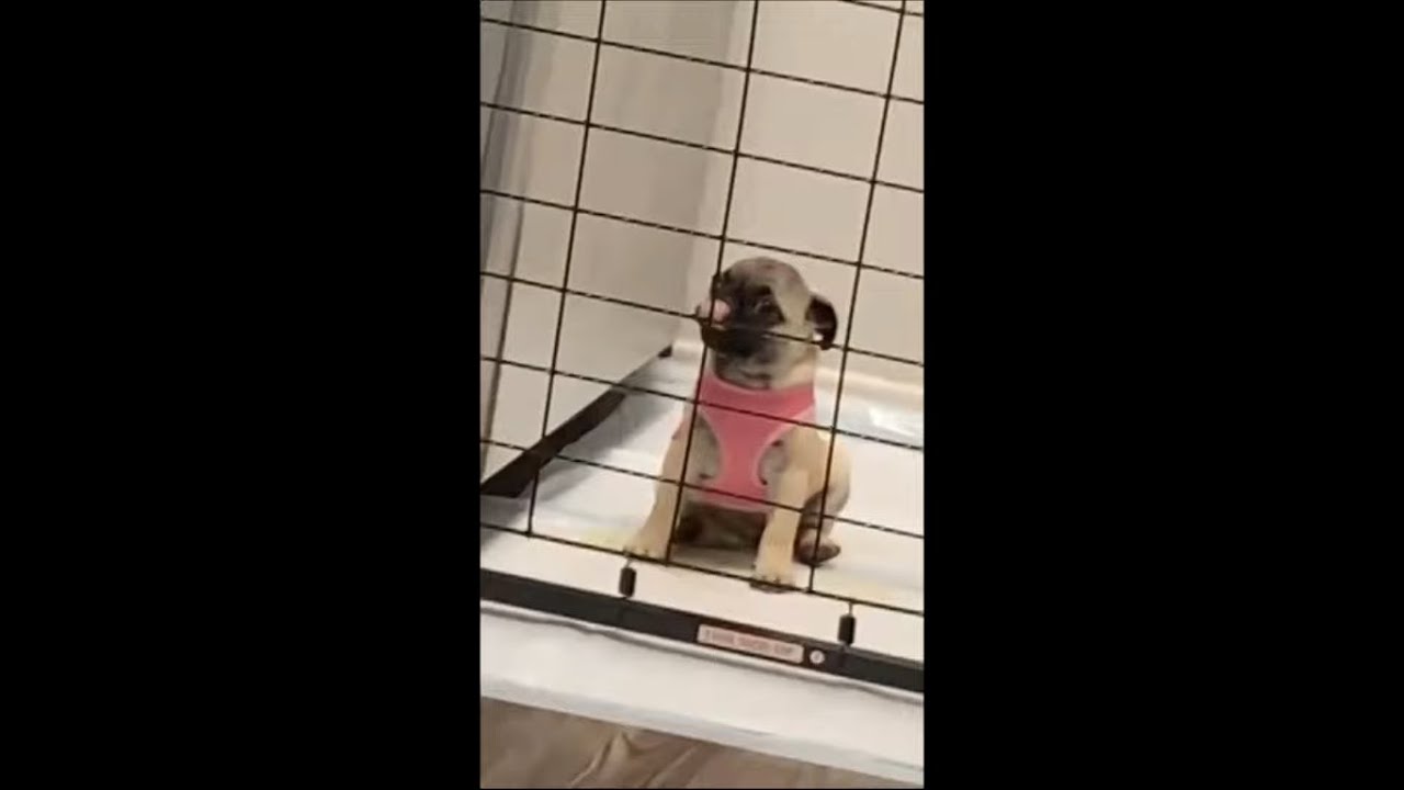 Adorable Dog Manages to Slowly Open Fridge Door - YouTube