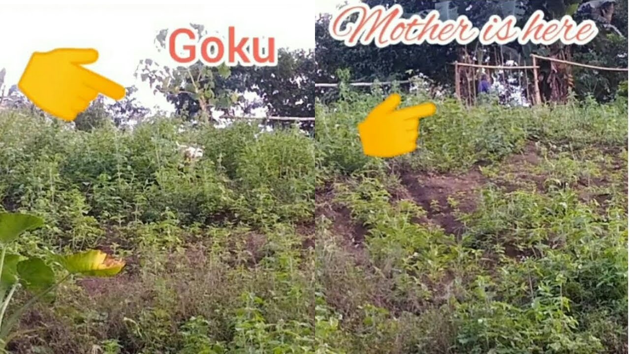 ASPIN- HOW INTELLIGENT GOKU IS? (ASONG PINOY) - YouTube