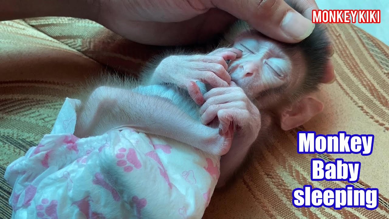 Wearing diapers and lulling young baby monkey to sleep • Monkey KiKi - YouTube