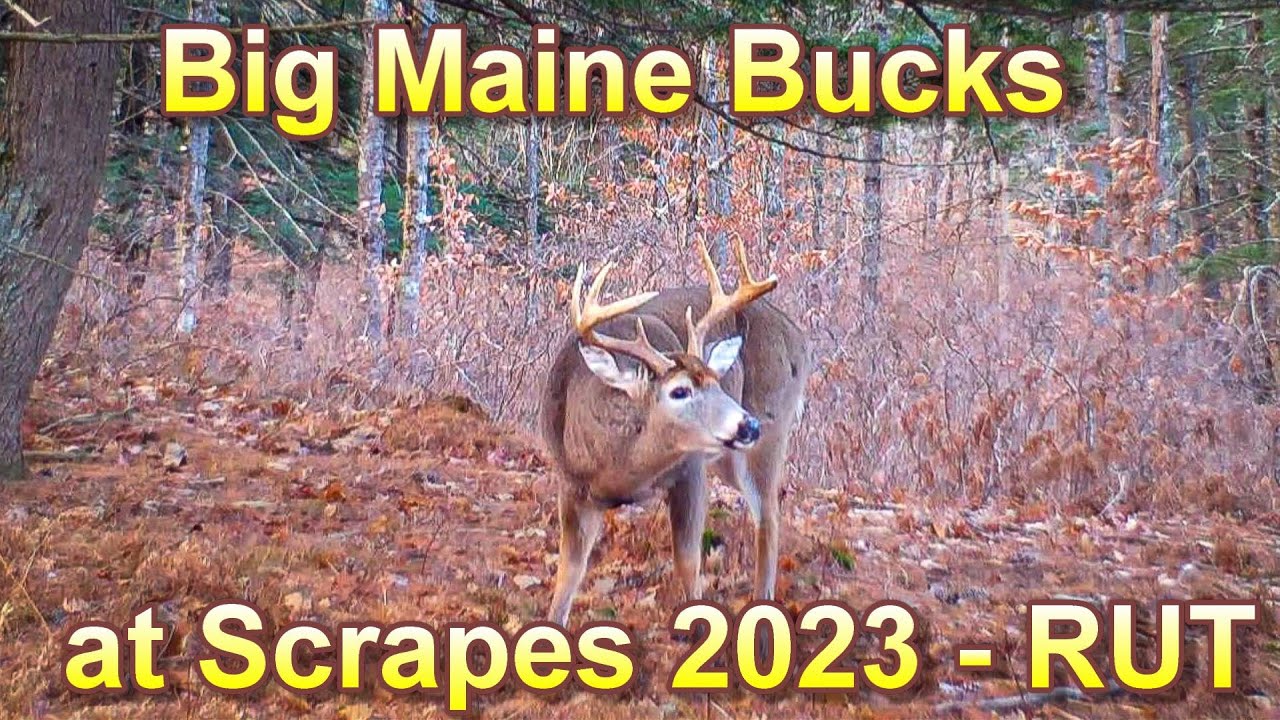 Big Maine Bucks at Scrapes 2023 | - Rut/Late Rut - YouTube