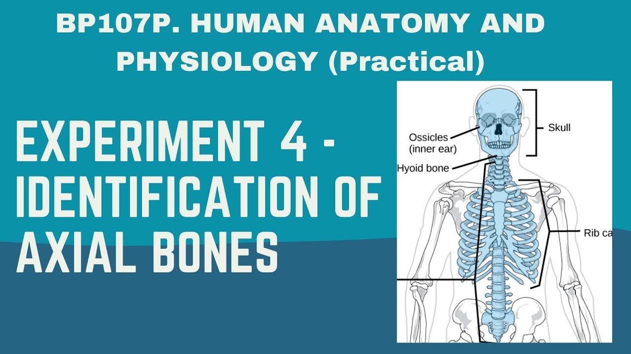 Experiment 4. Identification of AXIAL BONES | HUMAN ANATOMY AND ...