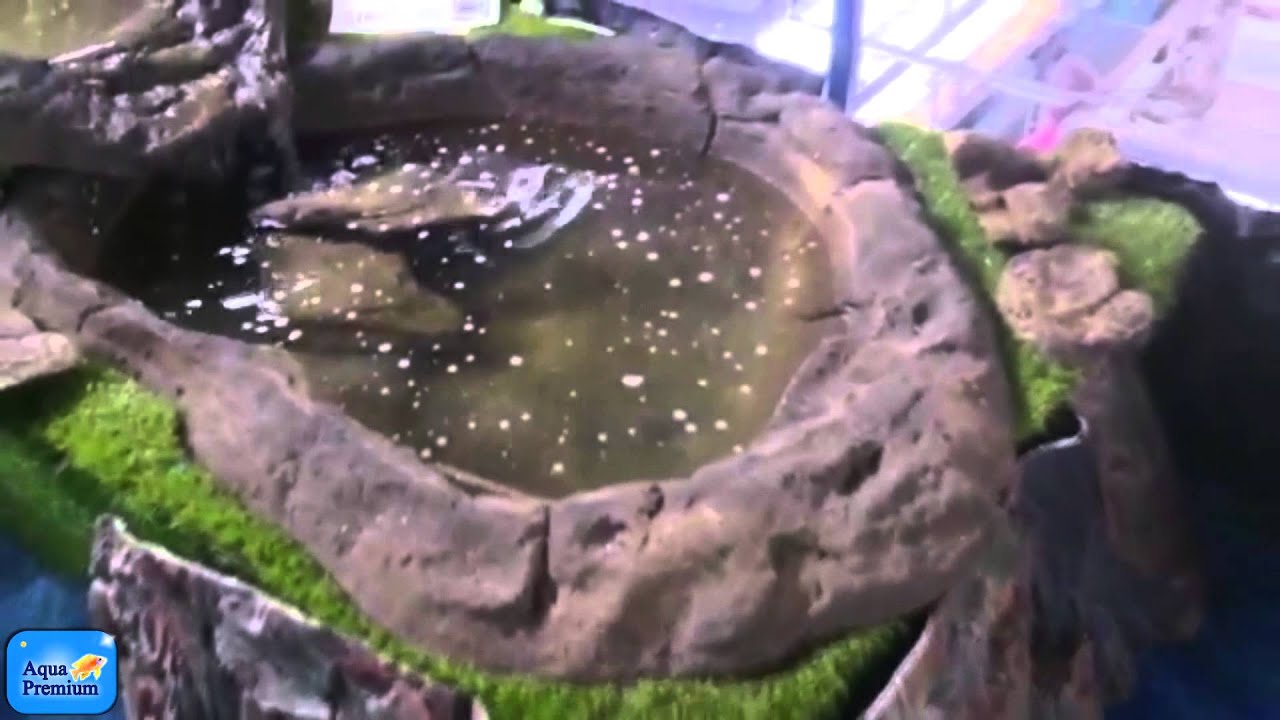 How to do up a dead area in your back yard - YouTube