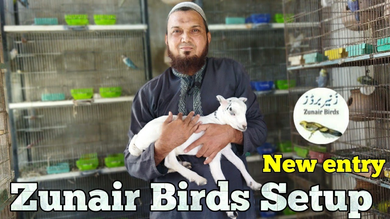Zunair Birds Setup new entry|zunair birds - YouTube