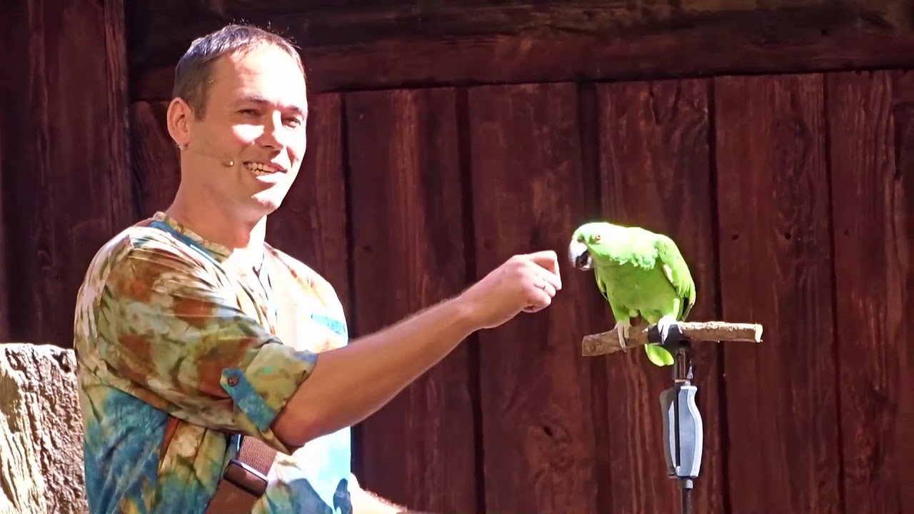 Up A Great Bird Adventure - YouTube