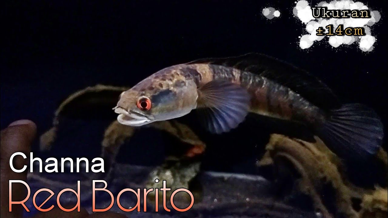 Kondisi Channa Red Barito Setelah Ganti Background Hitam "Rengganis ...
