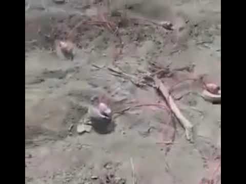 Qarabağ bölgəsində düşmən tərəfinin basdırdığı piyada və tank əleyhinə minalar.