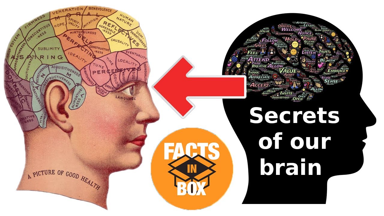 You didn't know about these Secrets of Our Brain | Facts in Box - YouTube